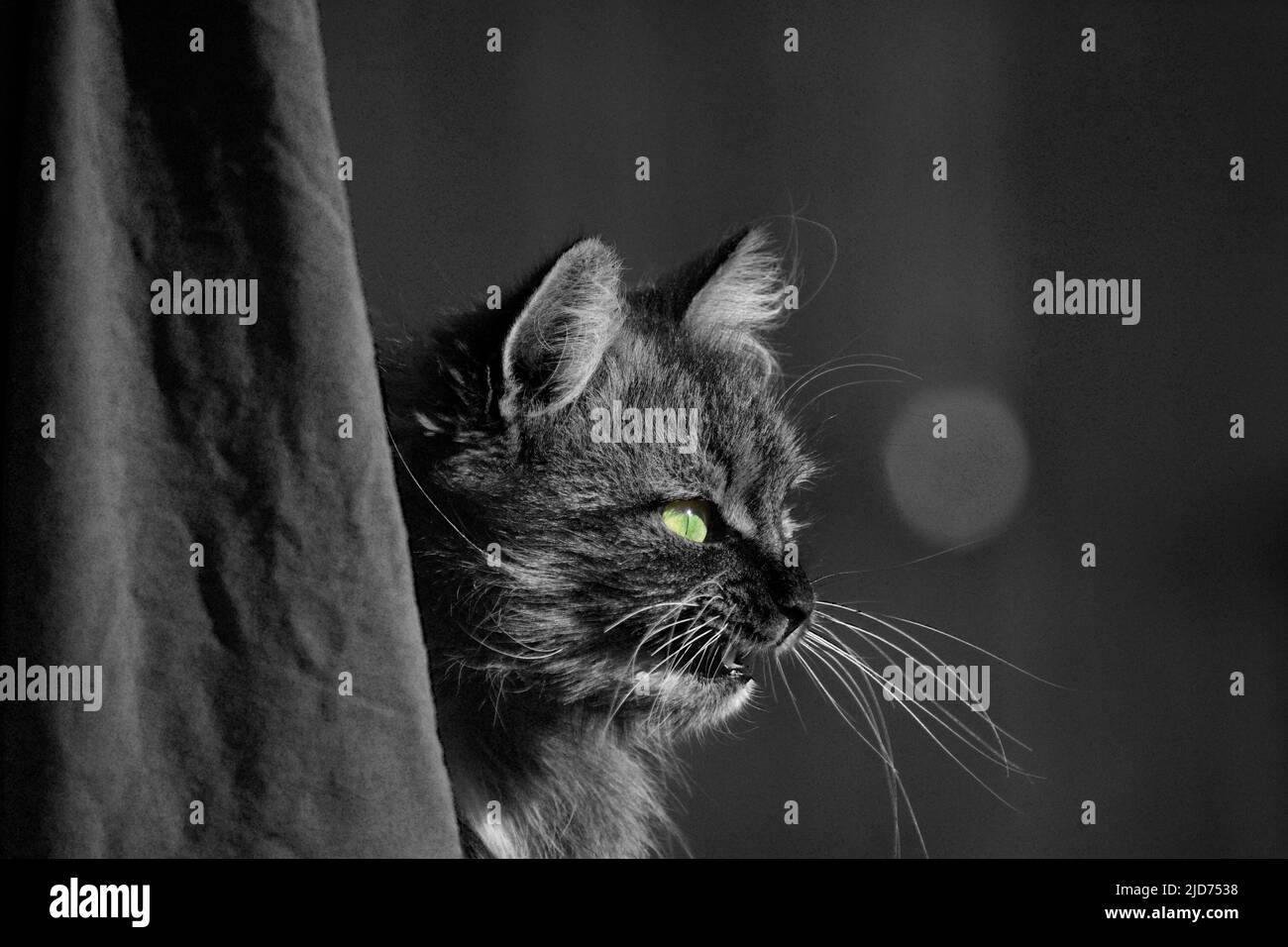 Cat looking in the distance Stock Photo - Alamy