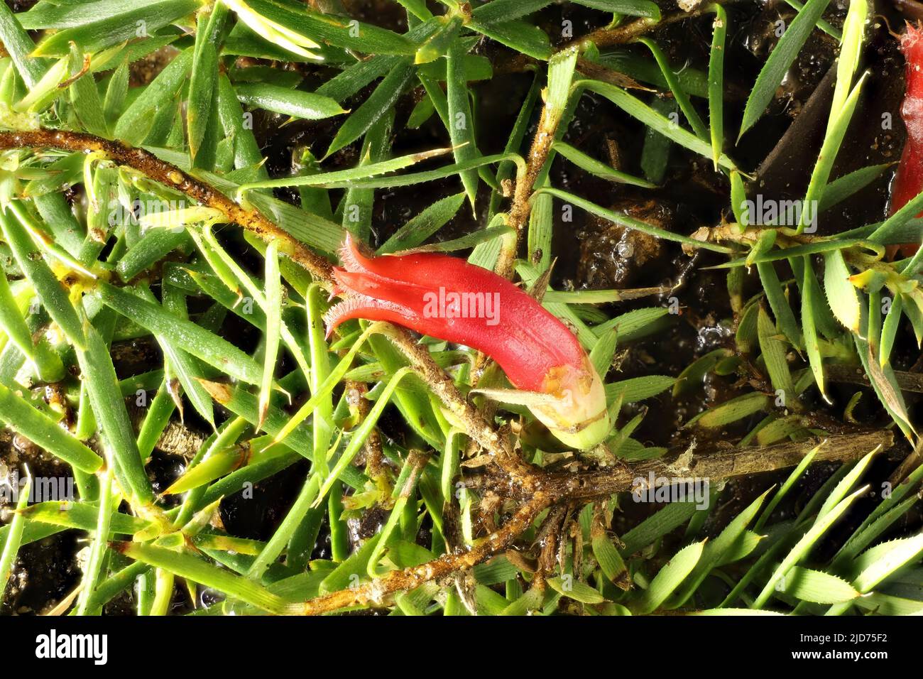 Close-up of Cranberry Heath (Styphelia humifusa) flower and foliage ...