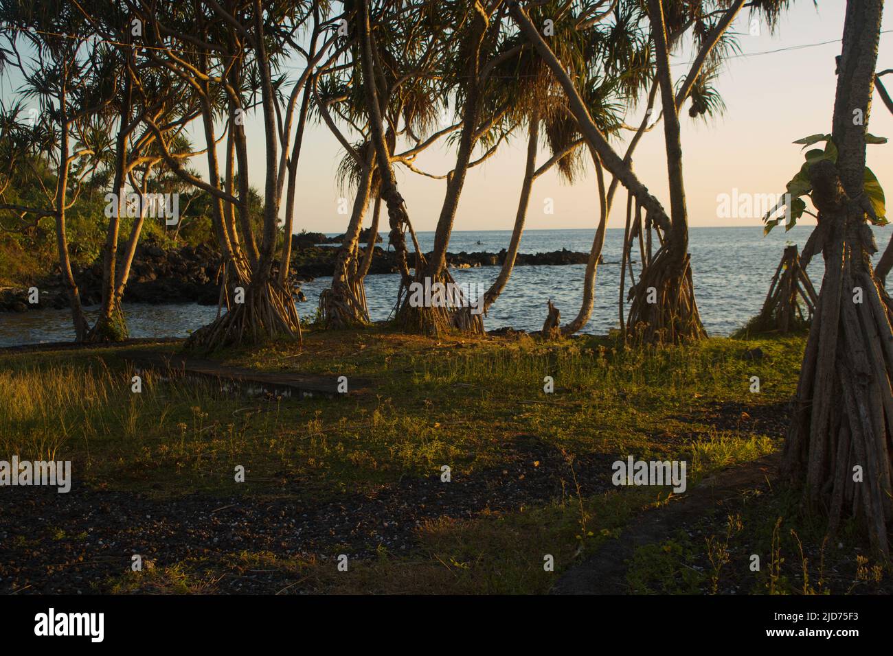 View from the seashore with lava rock and pandanus utilis tree in the ...