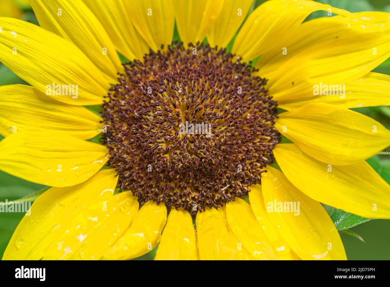 Full frame macro image of a gorgeous sunflower Stock Photo - Alamy