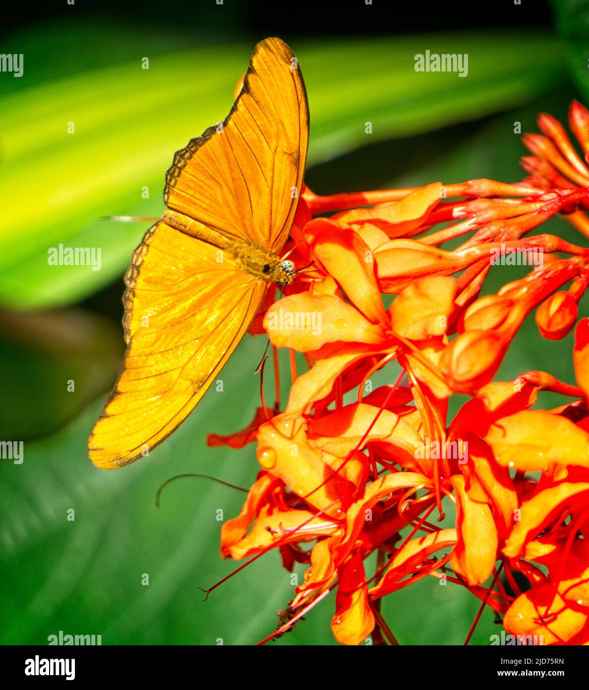 Pieridae hi-res stock photography and images - Alamy