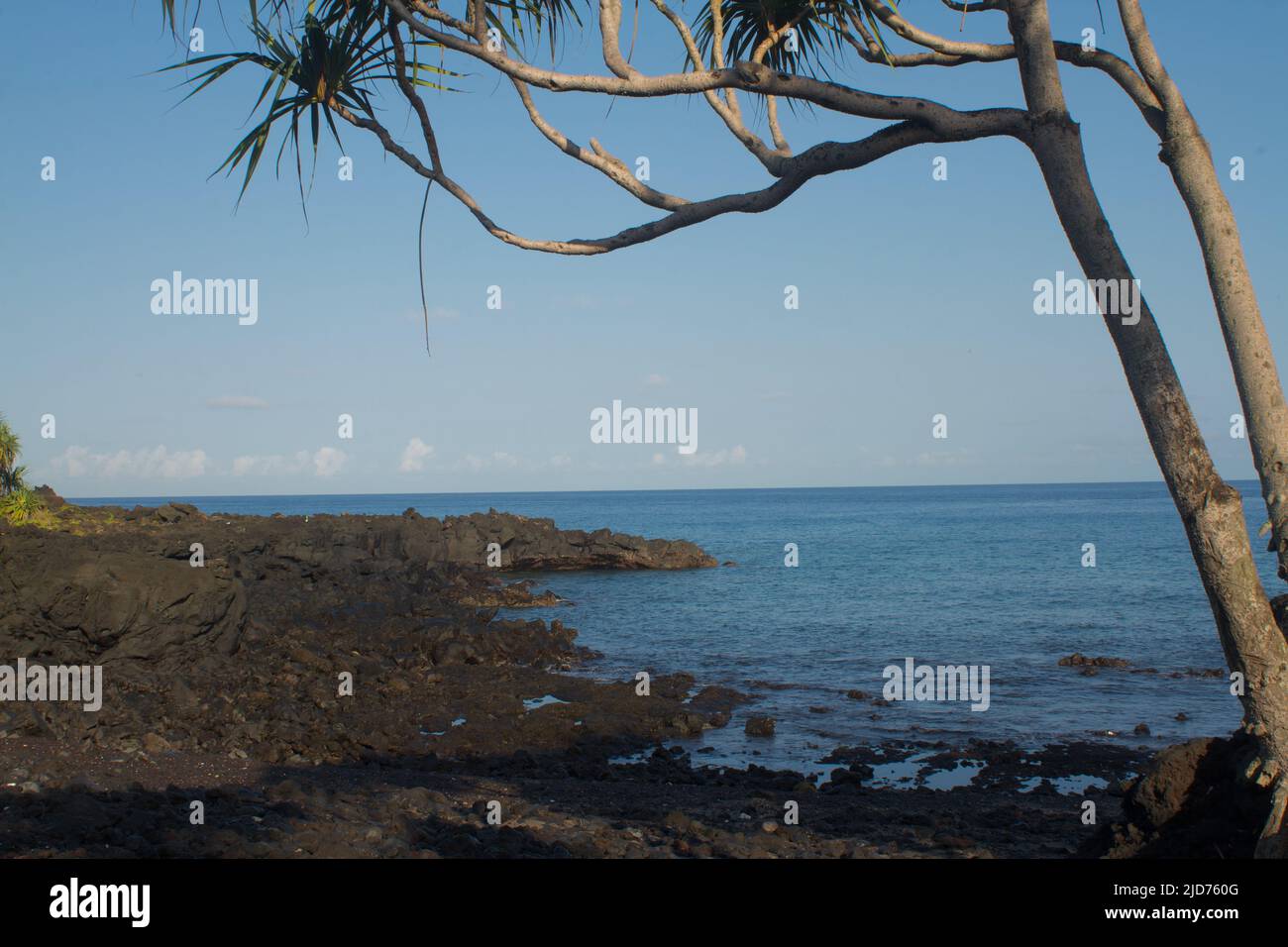 View from the seashore with lava rock and pandanus utilis tree in the ...
