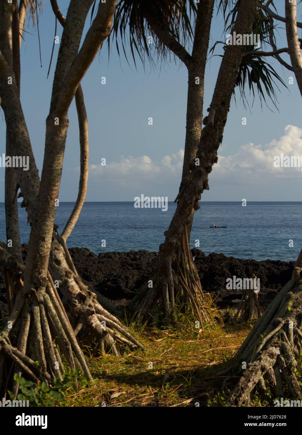 View from the seashore with lava rock and pandanus utilis tree in the ...