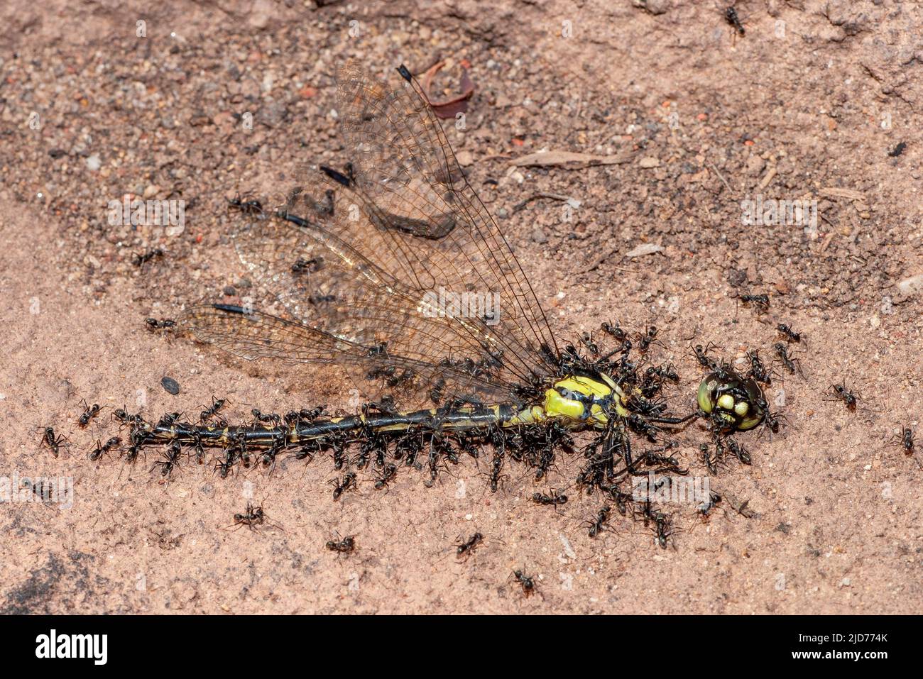 Small black ants feeding on a dead Dragonfly Stock Photo - Alamy