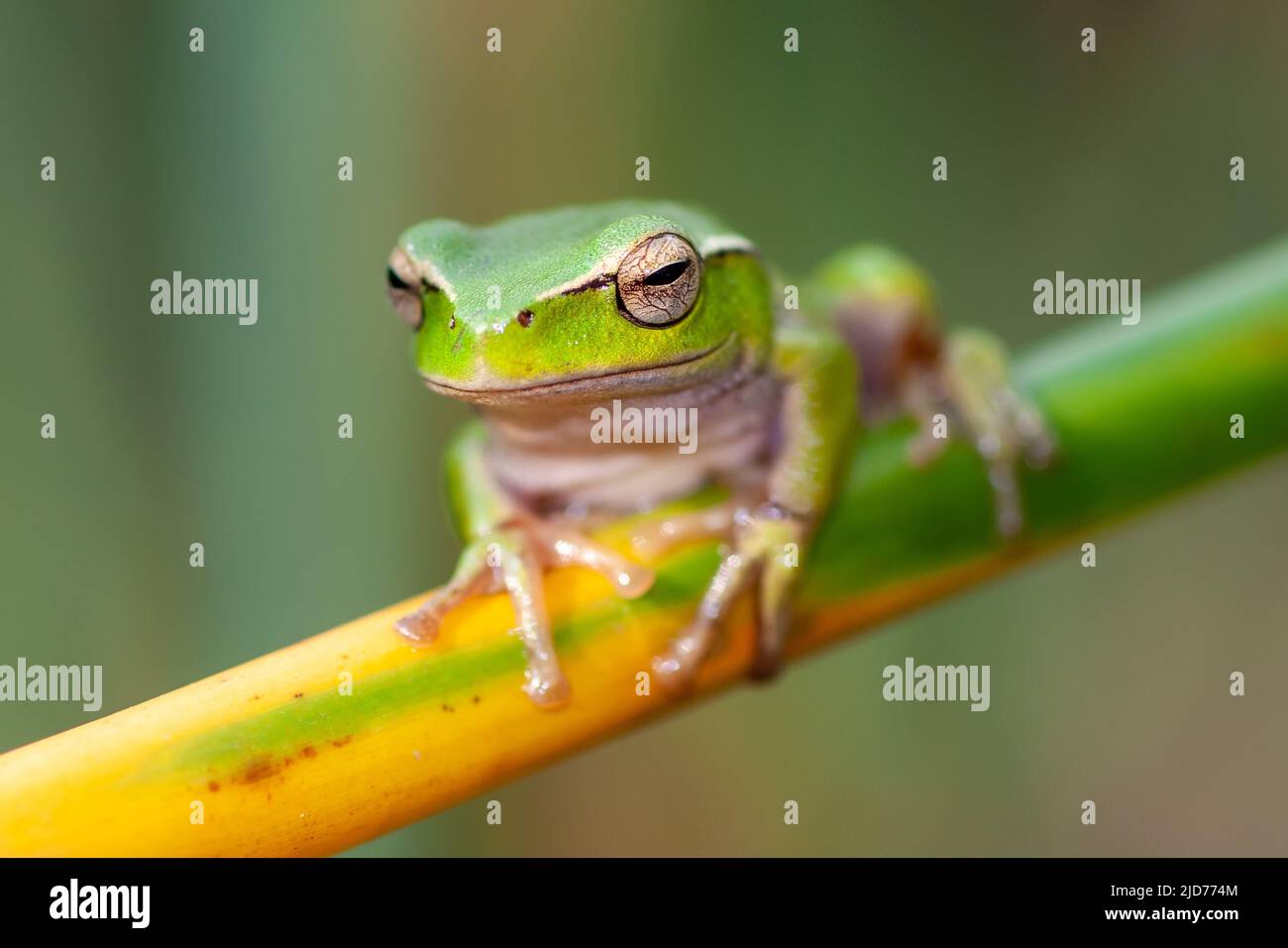 Australian Leaf-green Stream Frog (Litoria phyllochroa Stock Photo - Alamy