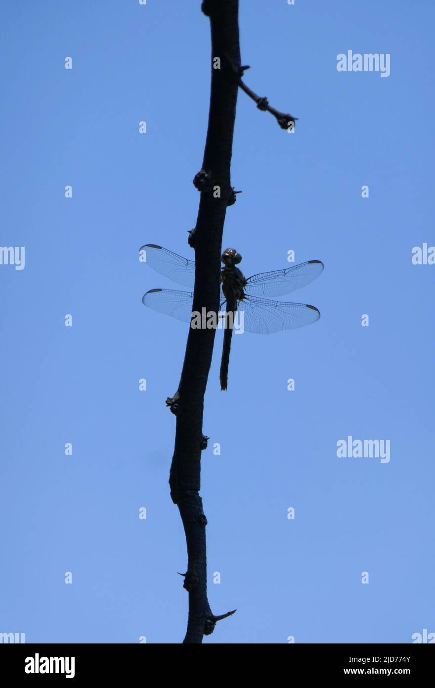 Dragonfly in desert hi-res stock photography and images - Alamy