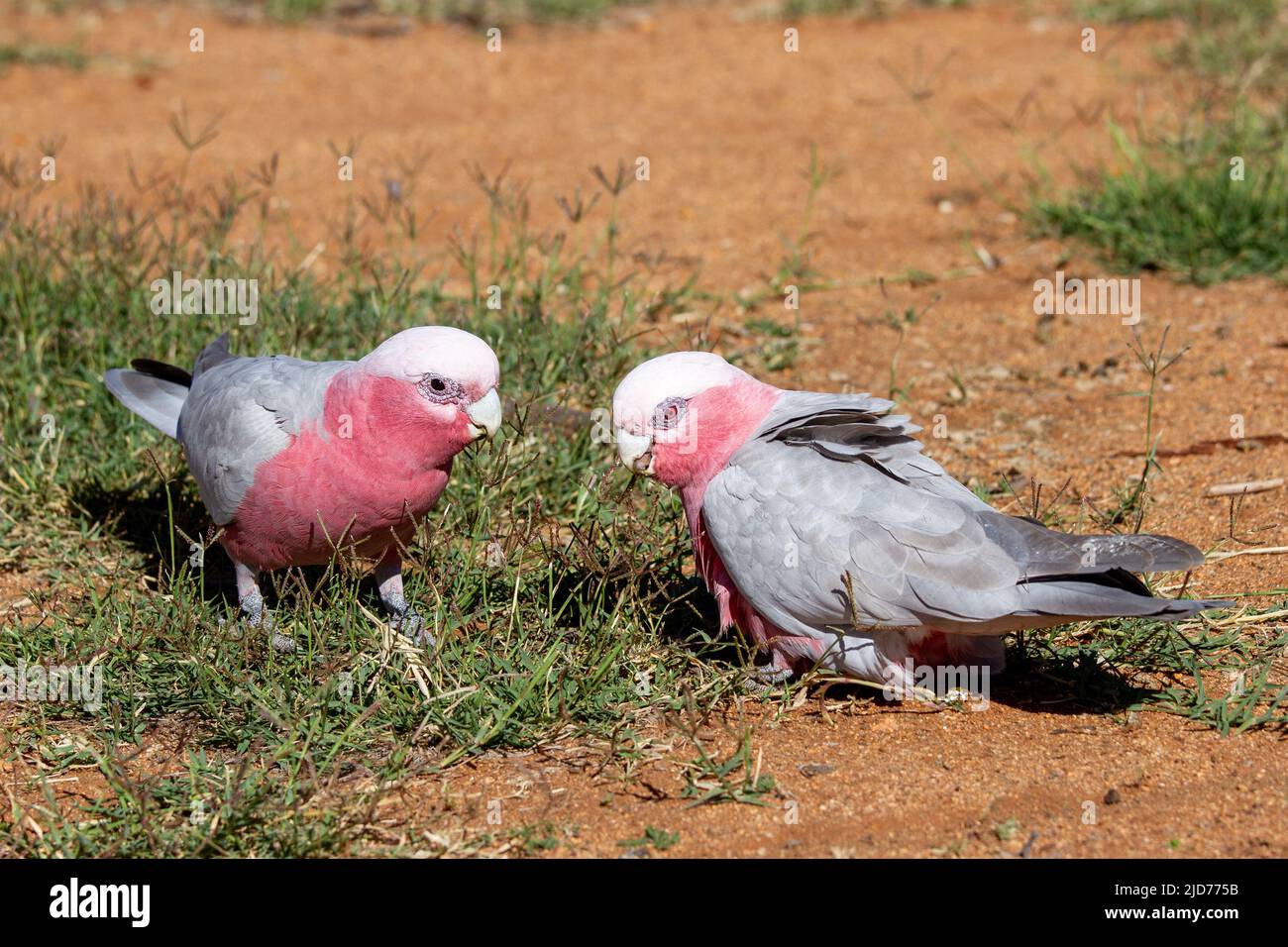 Male (L) and Female Pink and Grey Galah's feeding on grass seeds Stock ...