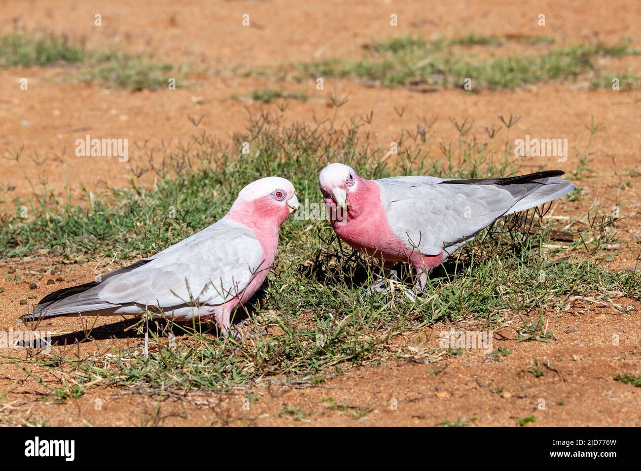 Male (R) and Female Pink and Grey Galah Stock Photo - Alamy