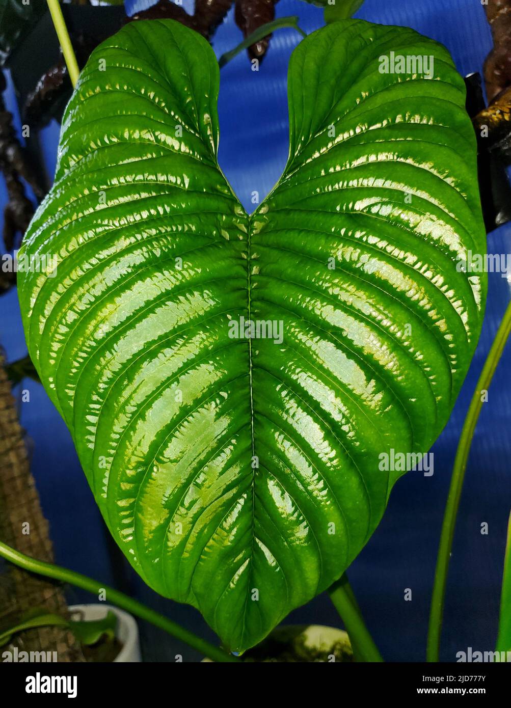 A shiny oval leaf shape of Philodendron Furcatum, a rare houseplant ...