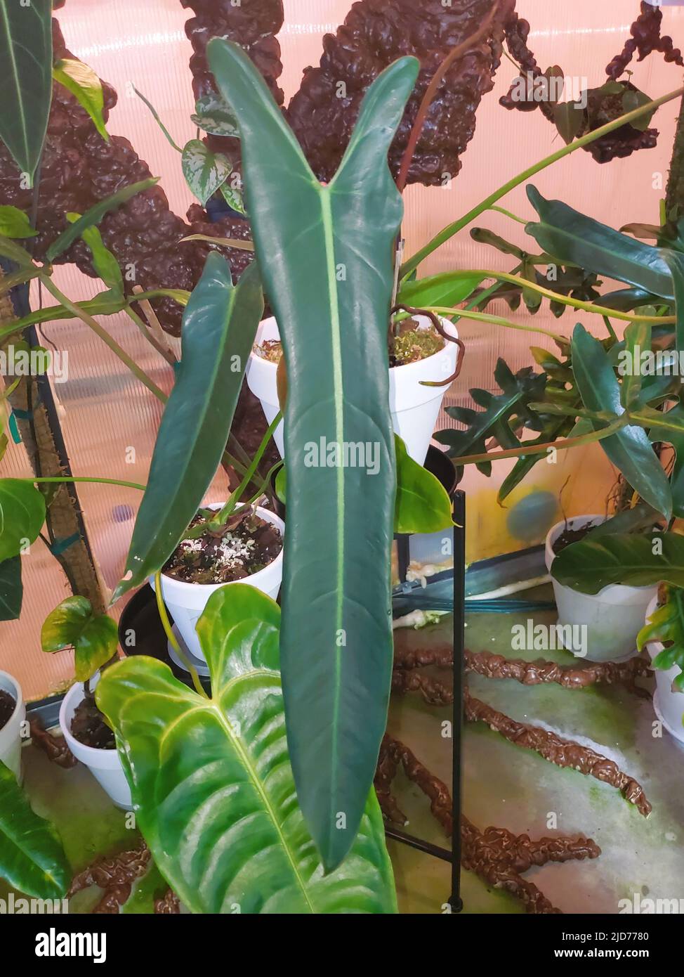 Spiritus sancti plant hi-res stock photography and images - Alamy