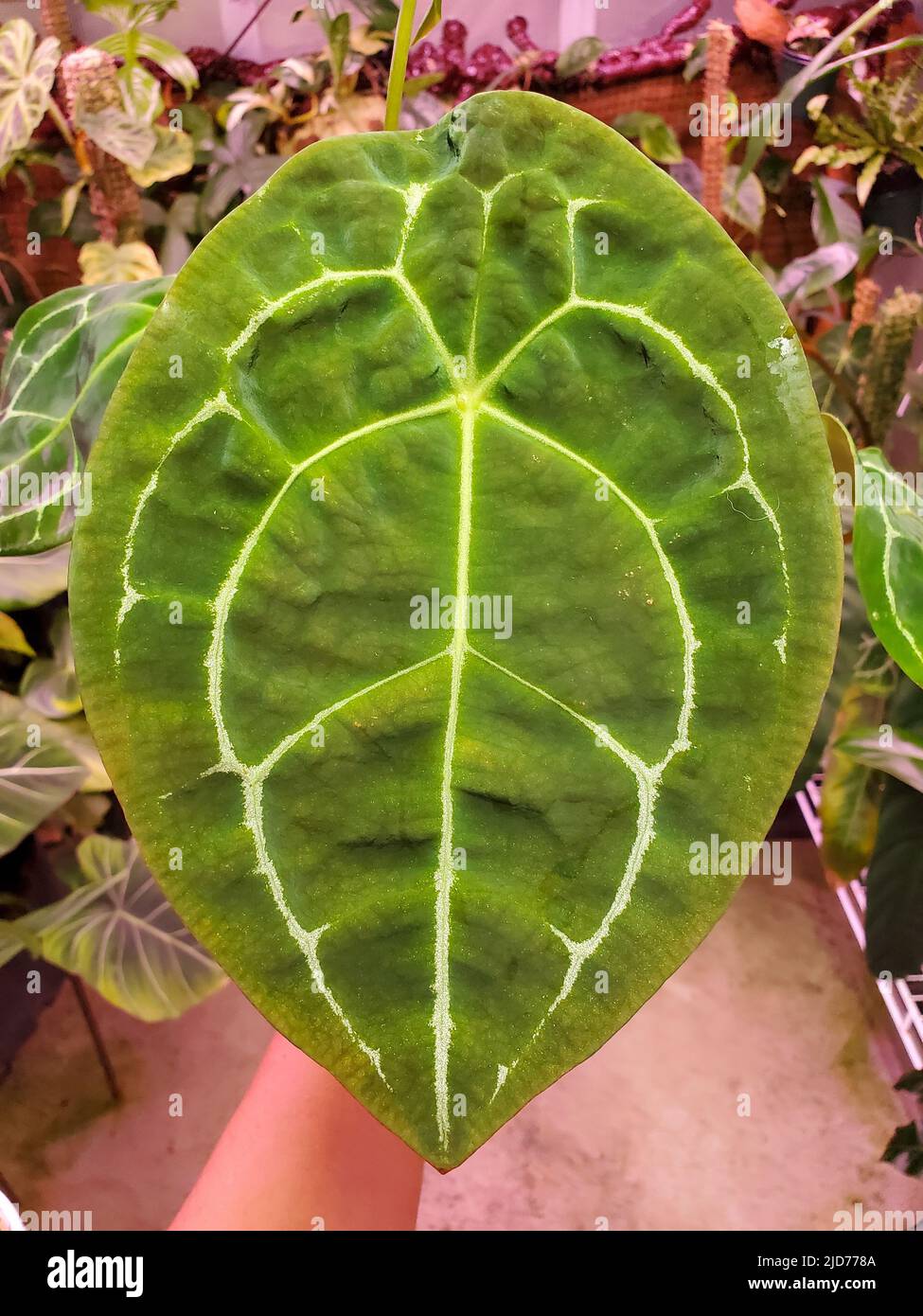 A beautiful leaf of Anthurium Forgetii White Stripes, a rare tropical ...