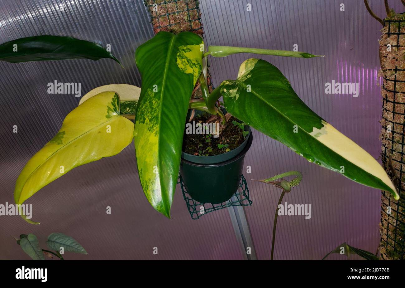 Beautiful yellow and green leaves of Philodendron Domesticum Variegated ...
