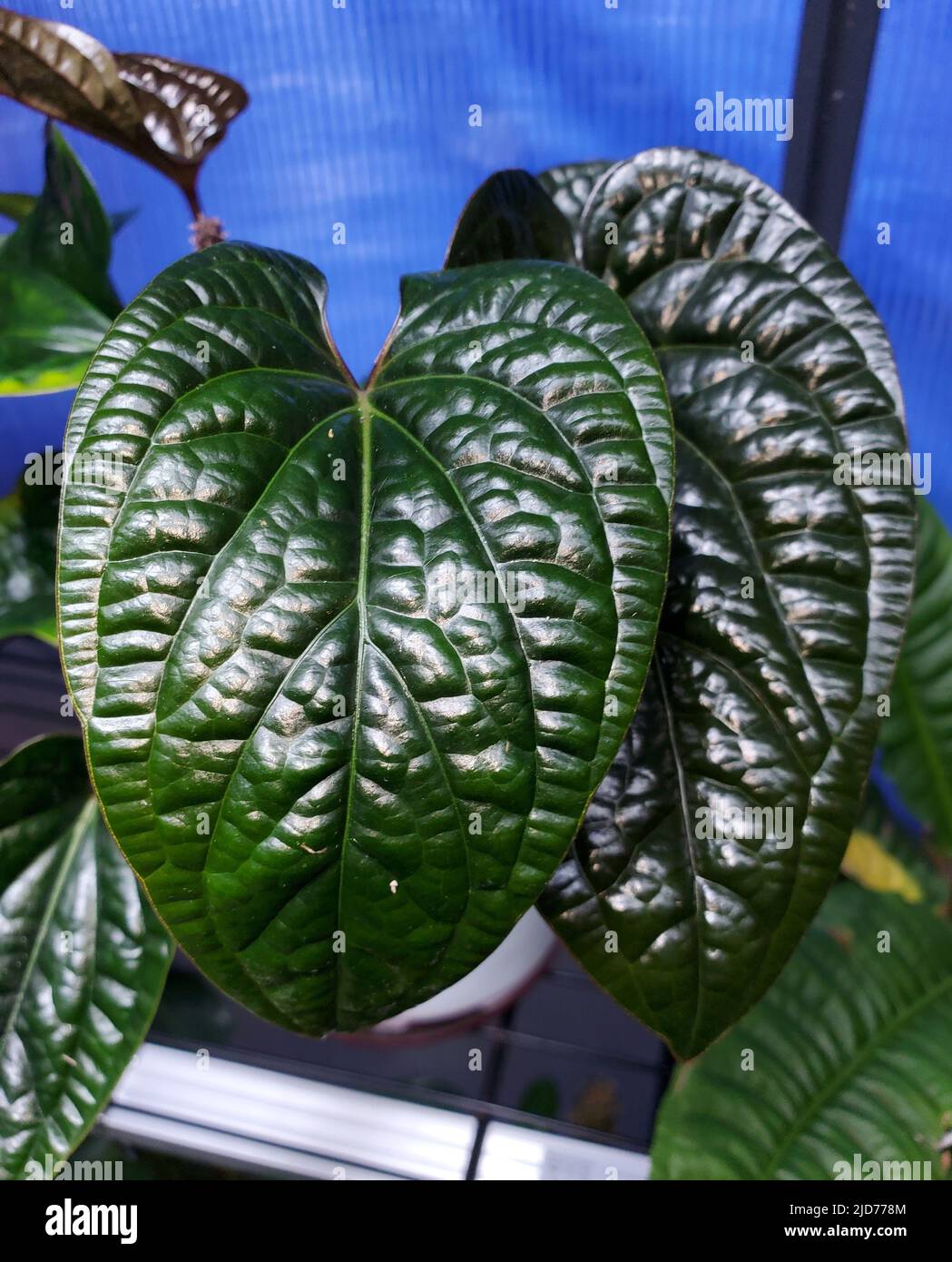 Beautiful dark and shiny leaves of Anthurium Radicans X Luxurians, a ...