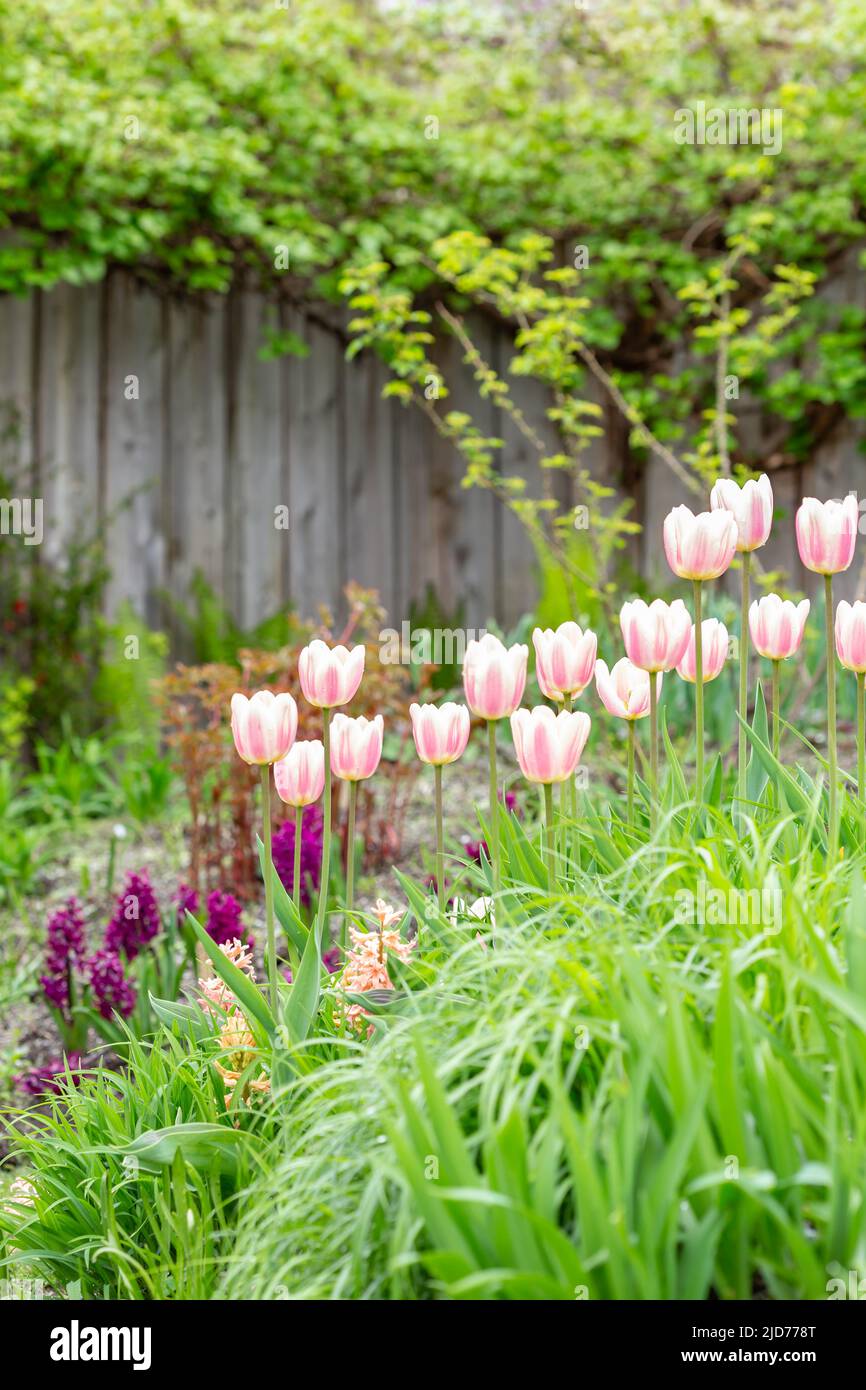 Vertical image of a lush spring garden with tulips and hyacinths in ...