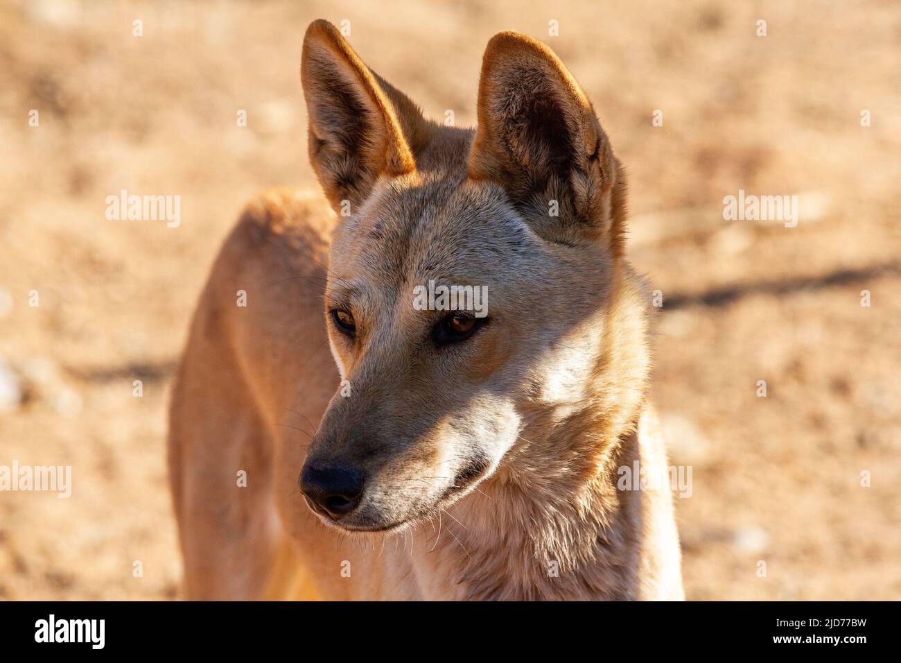 Close up of Australian Dingo Stock Photo - Alamy