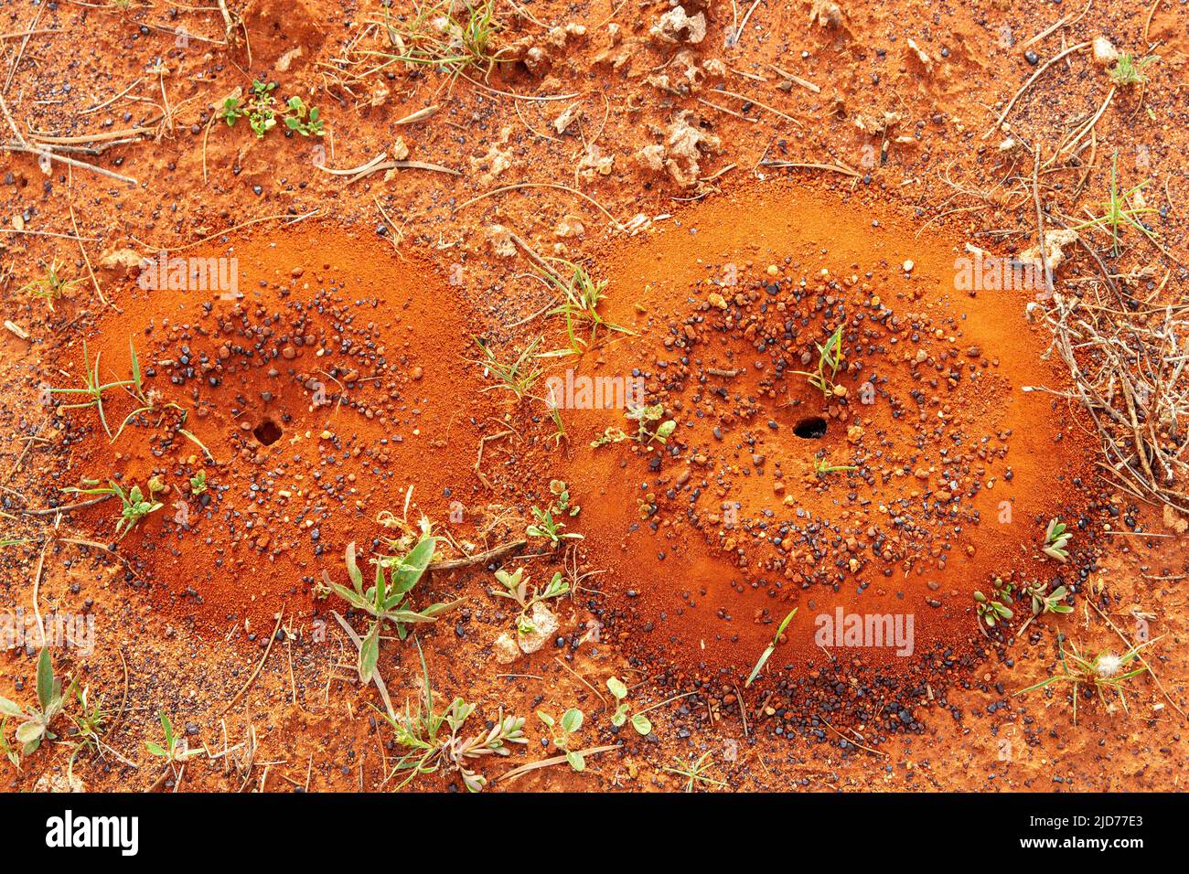 Mound nests of the Mulga Ant Stock Photo - Alamy