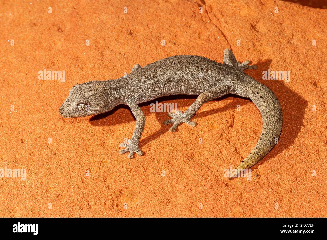 Australian Southern Spiny-tailed Gecko Stock Photo - Alamy