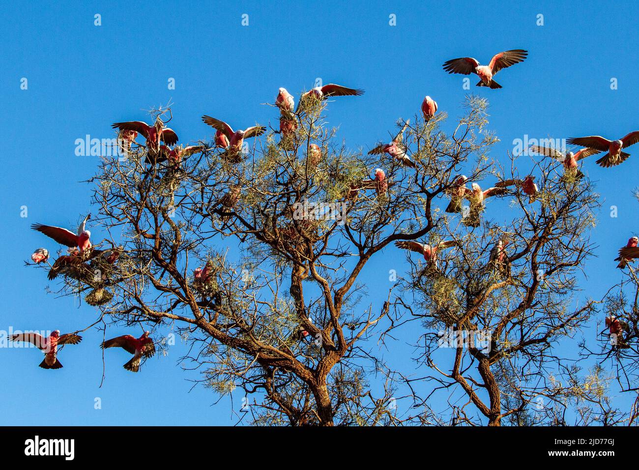 Flock of galahs hi-res stock photography and images - Alamy