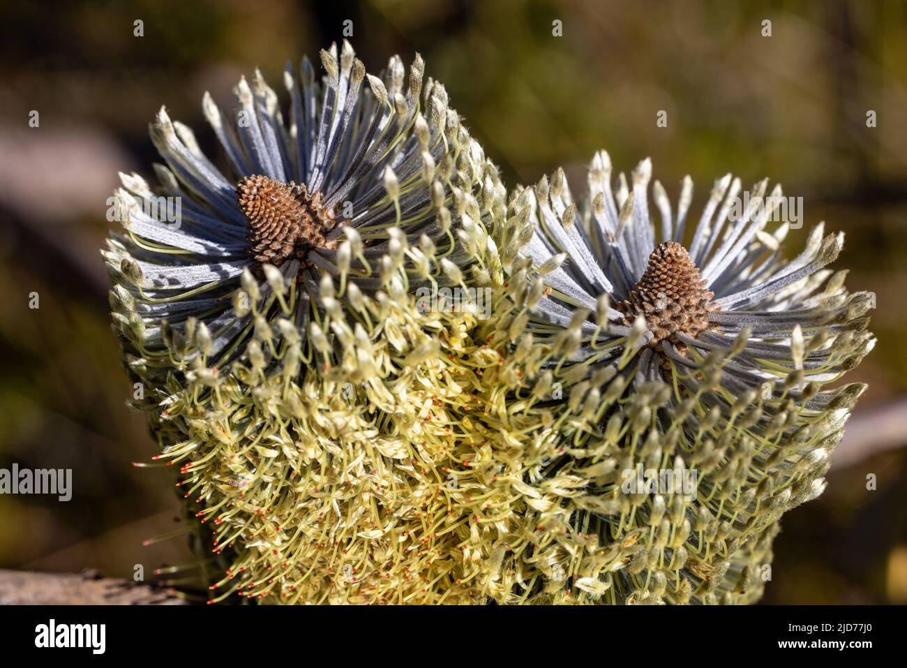 Rock banksia hi-res stock photography and images - Alamy