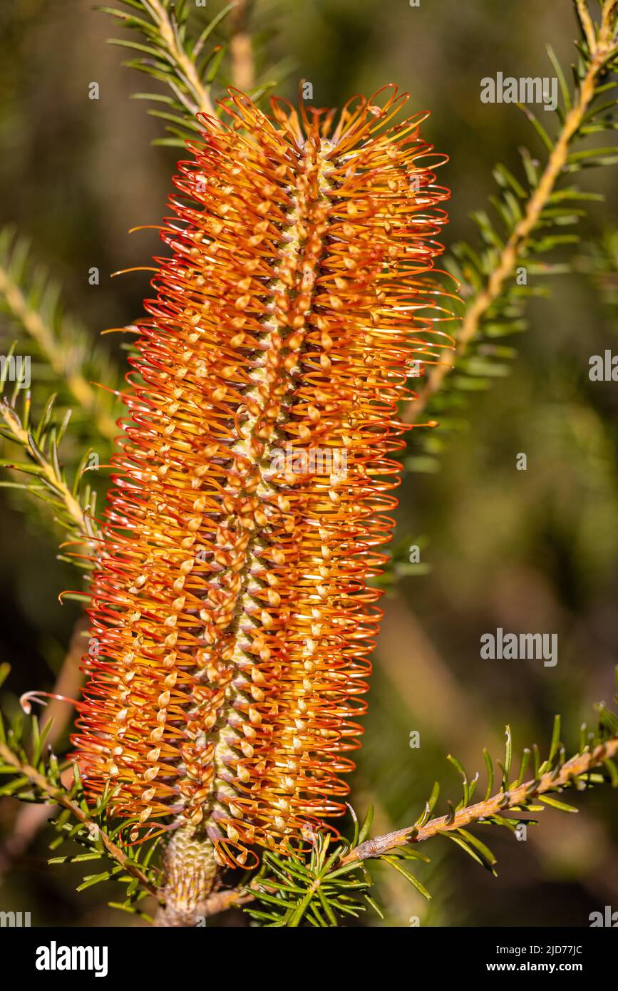 Banksia ericifolia hi-res stock photography and images - Alamy