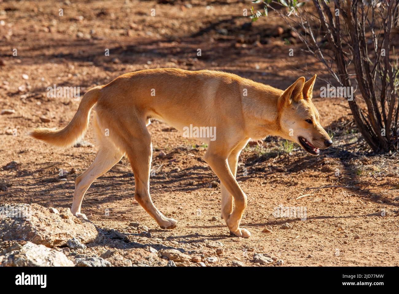 Close up of Australian Dingo Stock Photo - Alamy