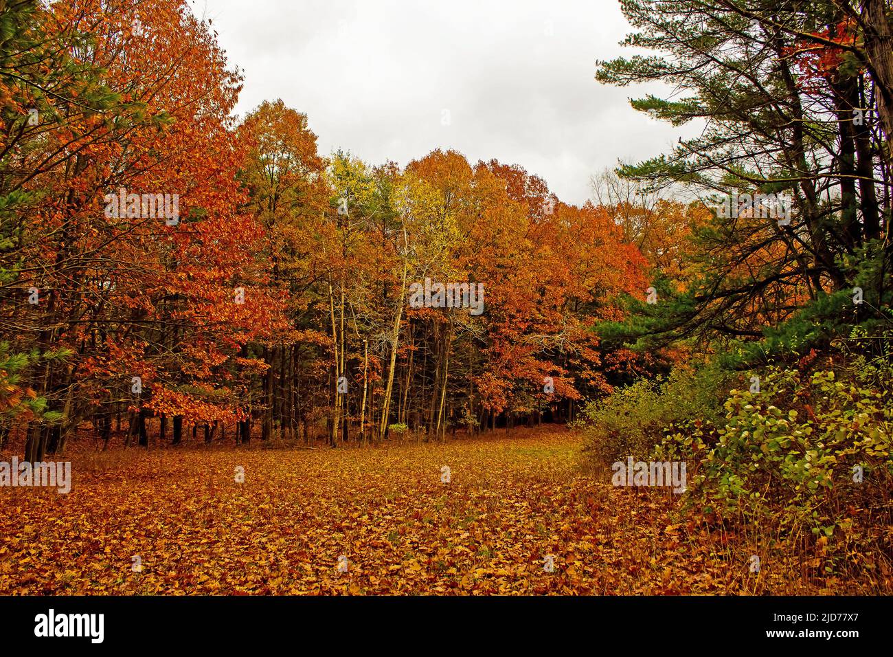 Clearing leaves path pathway hi-res stock photography and images - Alamy