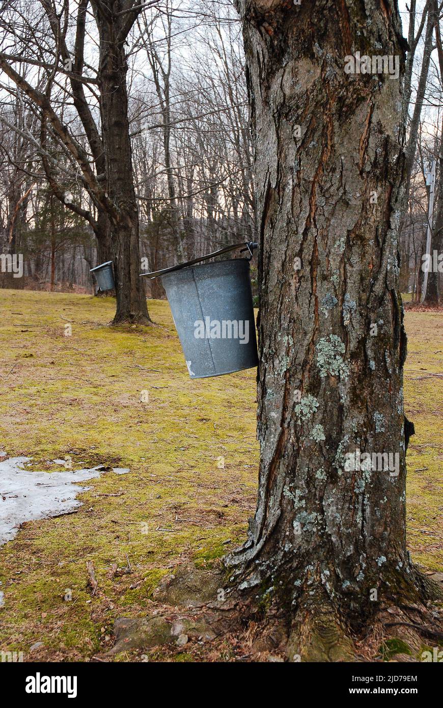 A bucket is attached to a maple tree, collecting sap to be boiled into ...