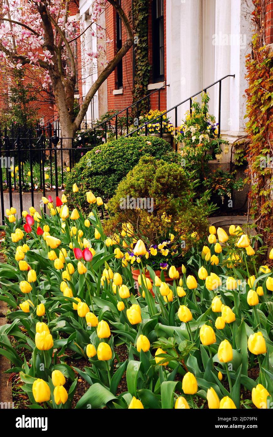 Yellow tulips bloom on an early spring day in a small garden in Boston ...