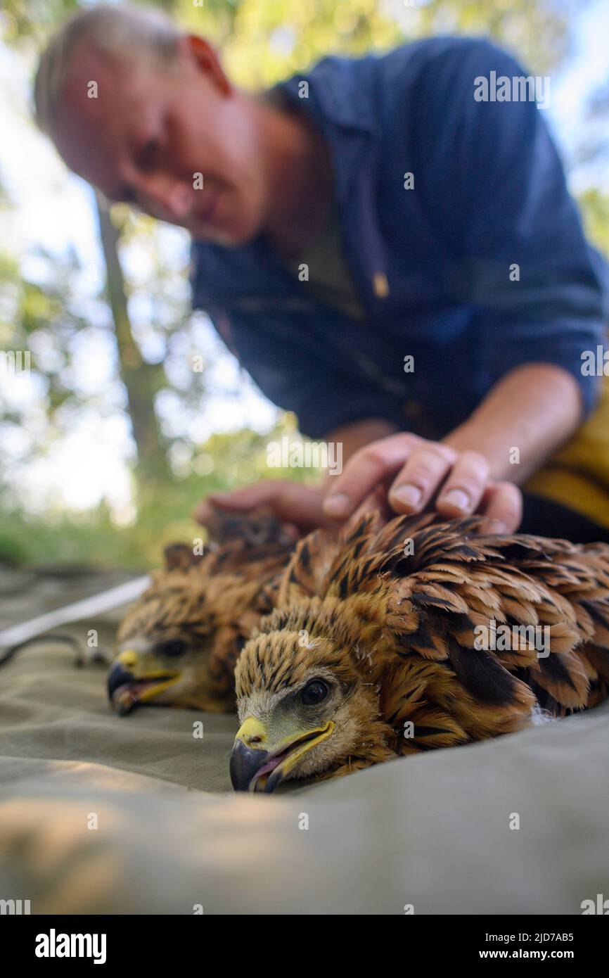 Kites nest hi-res stock photography and images - Alamy