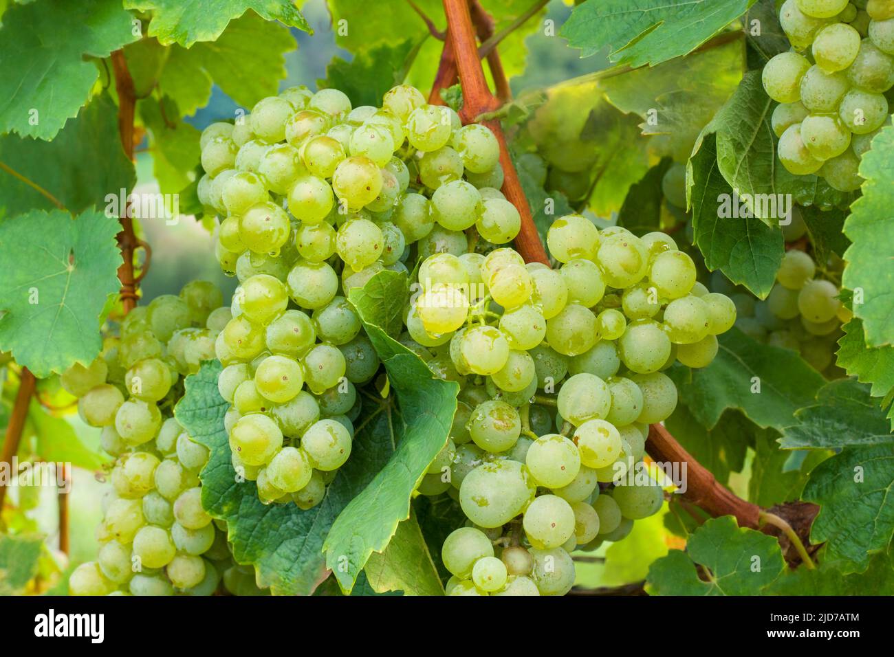Clusters of light green grapes with raindrops, horizontal format Stock ...