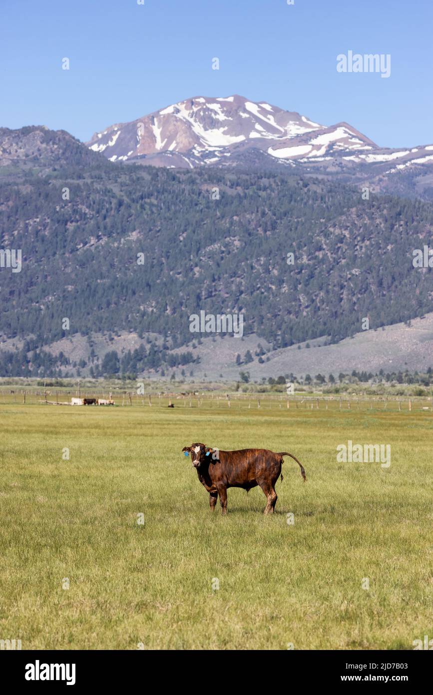 Cow in a green field with mountain landscape in background Stock Photo ...