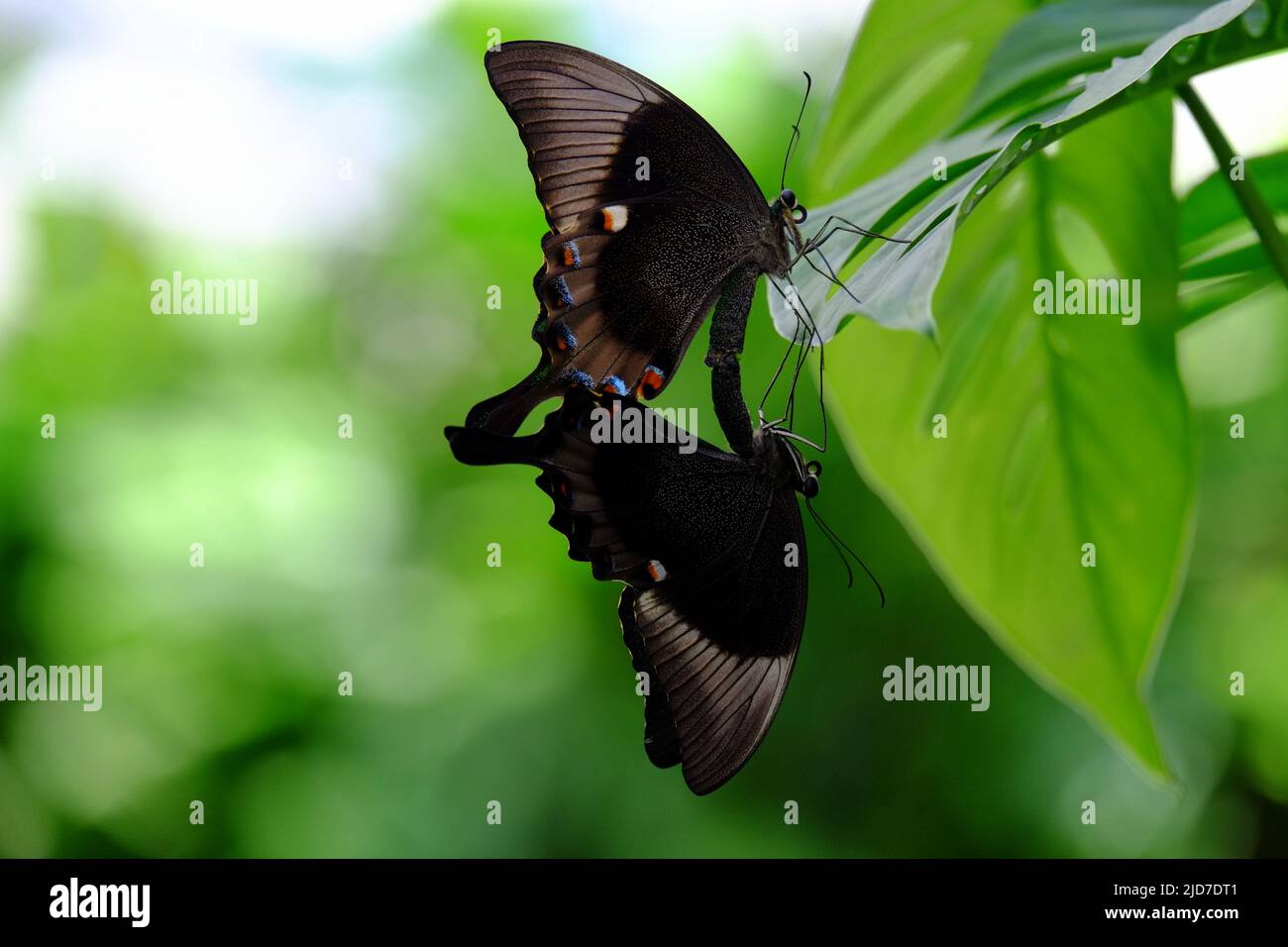 Zwei insekten hi-res stock photography and images - Alamy