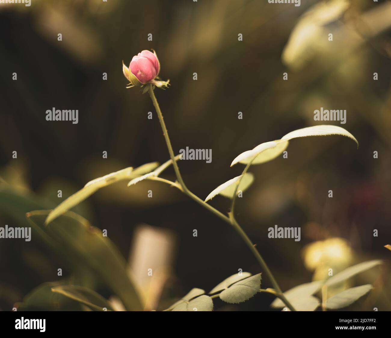 Beautiful roses shimmering in the morning sun,The rose blooms in the ...