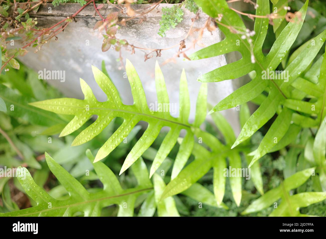 Wart fern leaf, Ornamental foliage, Fern , Concept NATURAL BACKGROUND ...