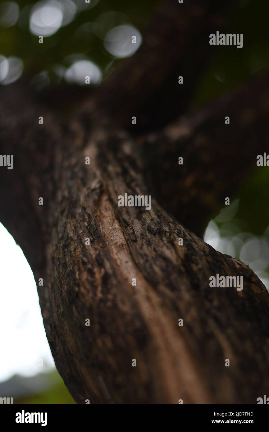 Branches of a tree Stock Photo - Alamy