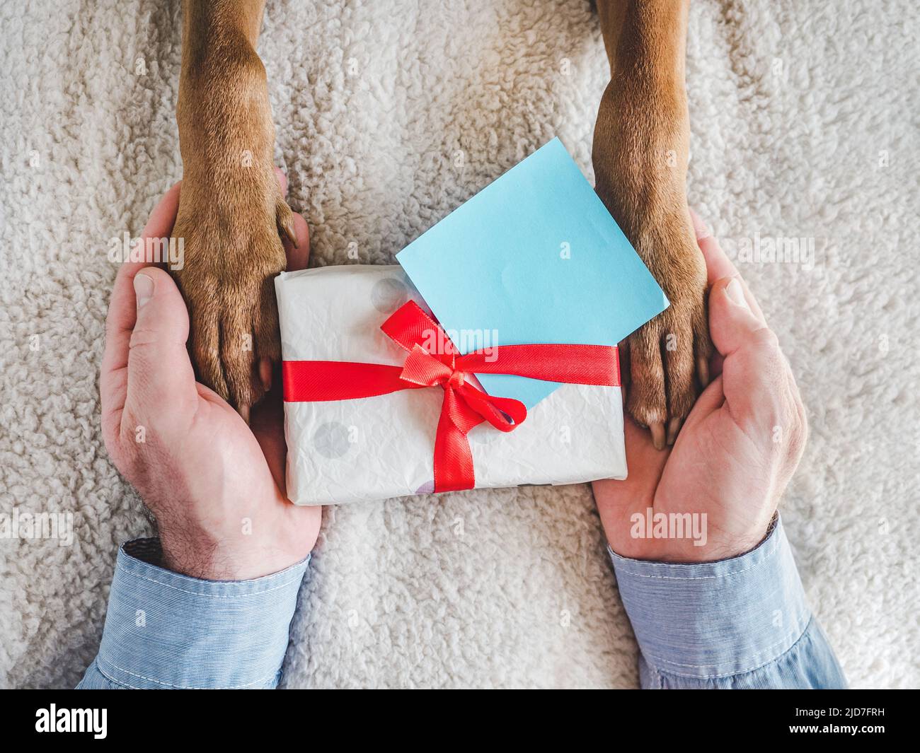 Dog paws, male hands and gift box Stock Photo - Alamy
