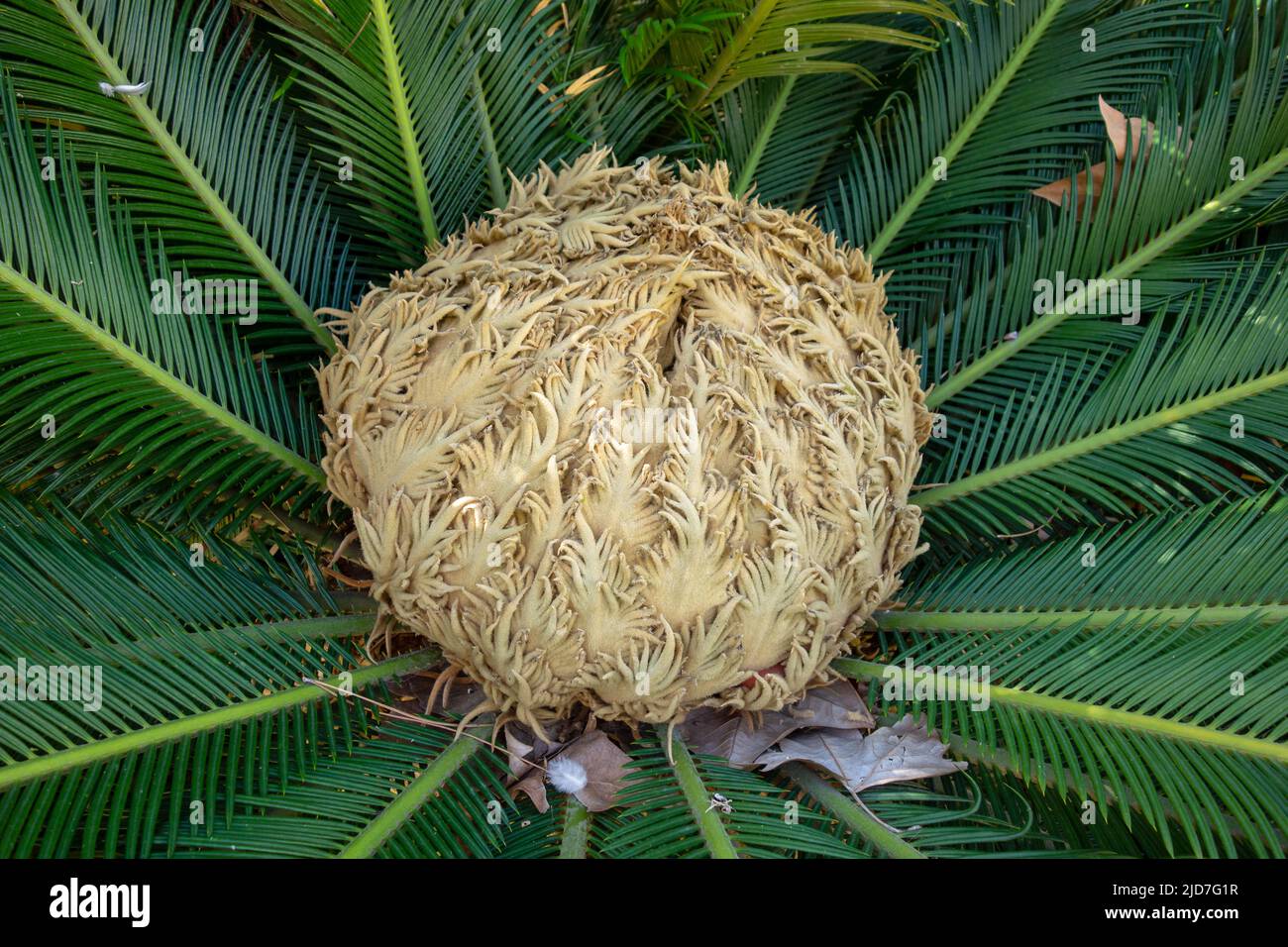 close up of a sago palm flower (Cycas revoluta Stock Photo - Alamy
