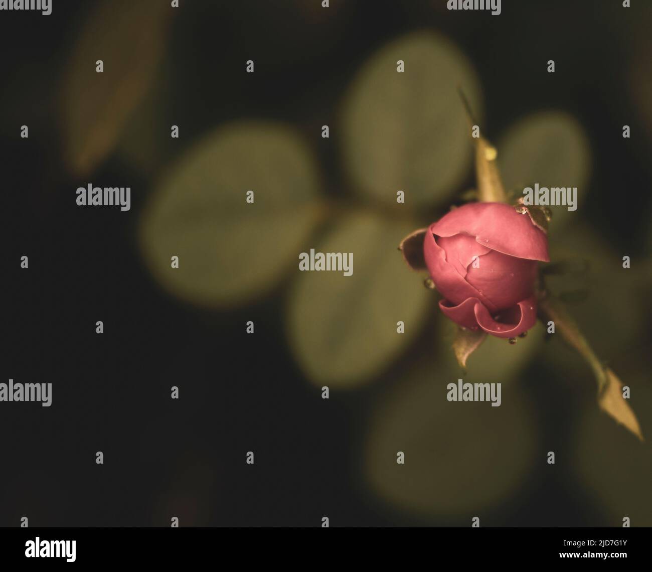 Beautiful roses shimmering in the morning sun,The rose blooms in the ...