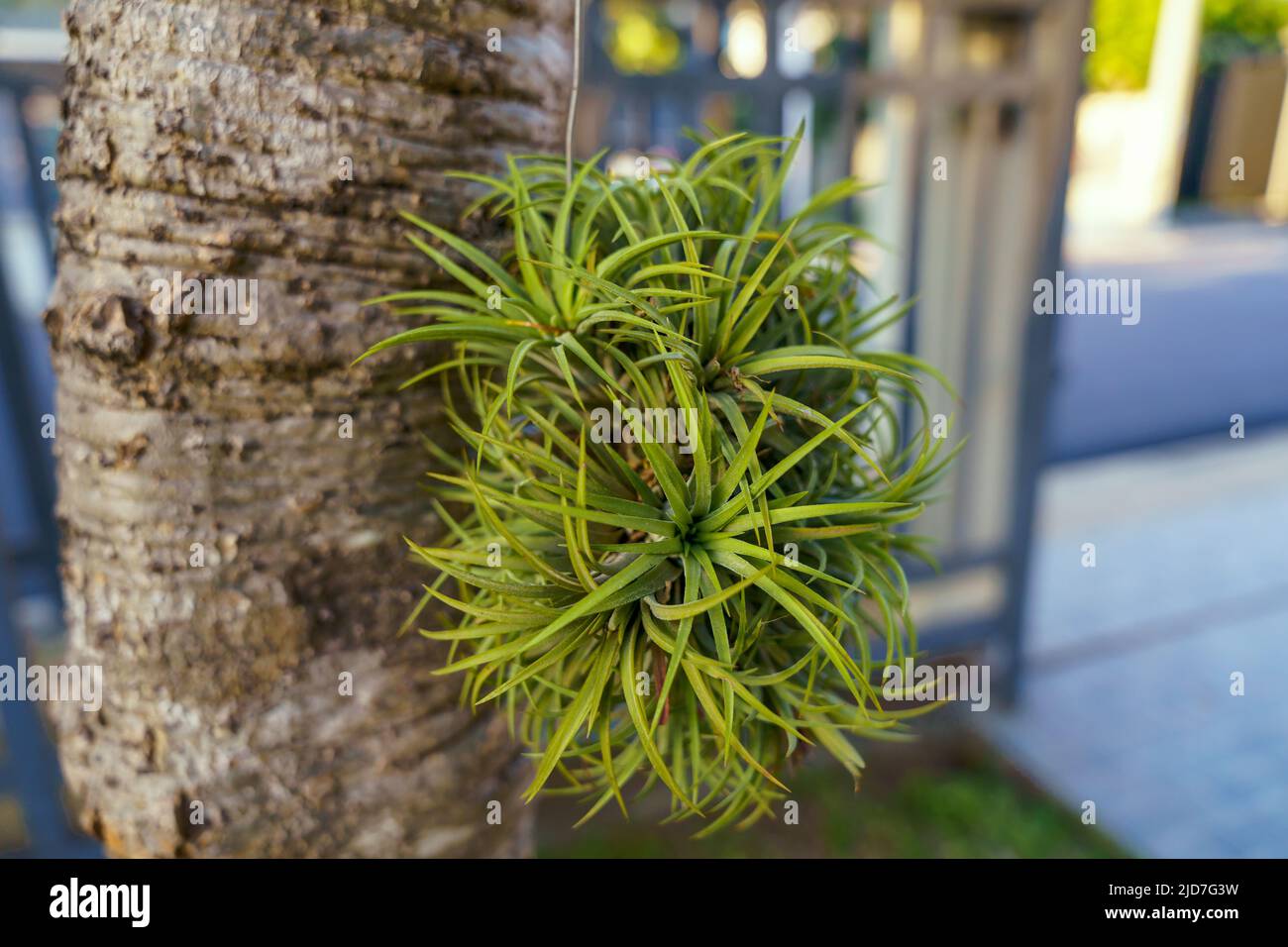 Pineapple tree hi-res stock photography and images - Alamy