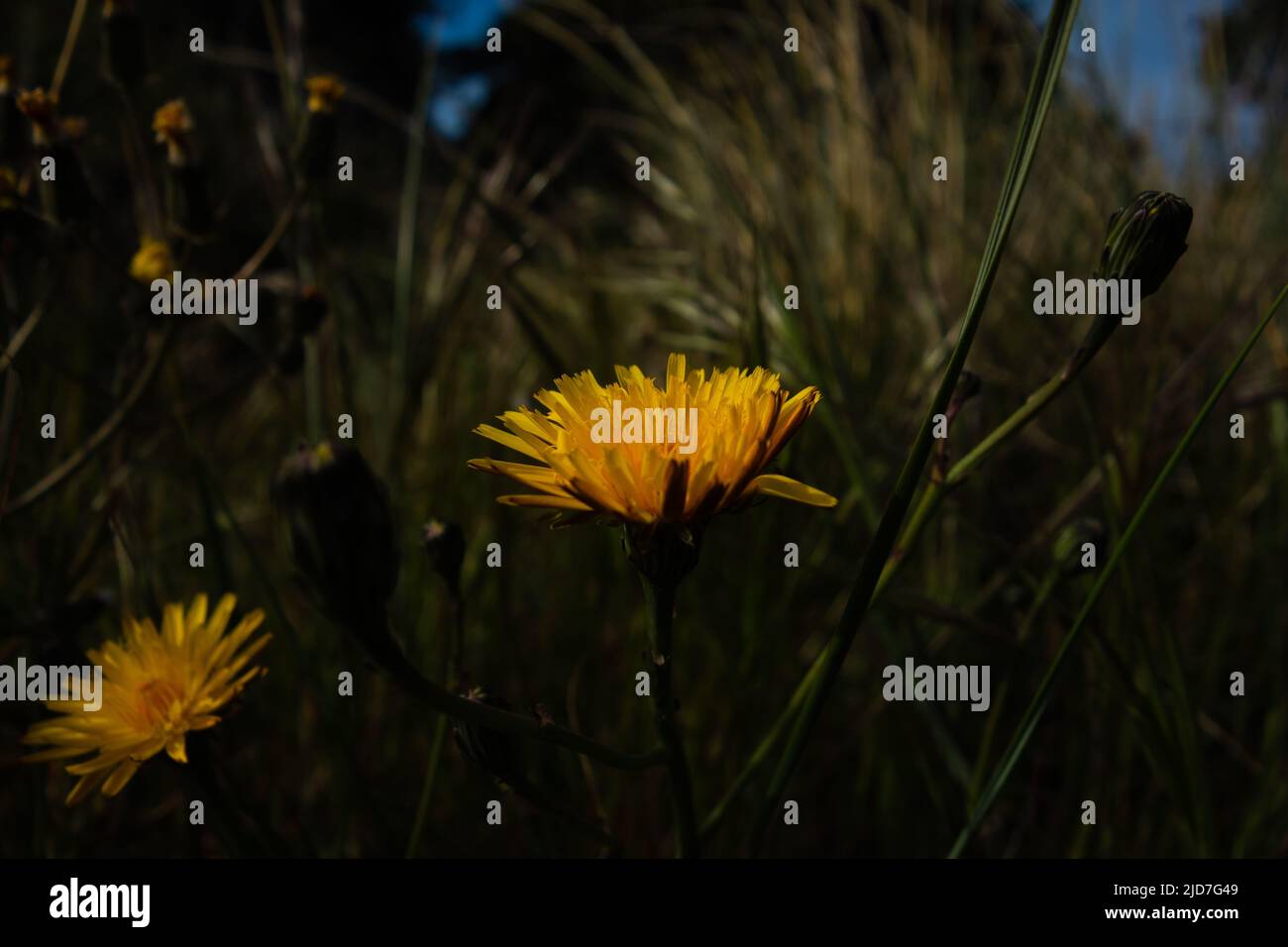 common dandelion (Taraxacum officinale) two yellow flower heads of the ...