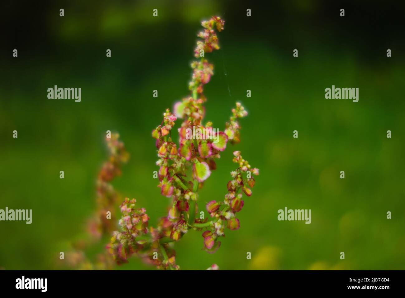 dock seed head (Rumex species) with typical red, green and white seeds ...