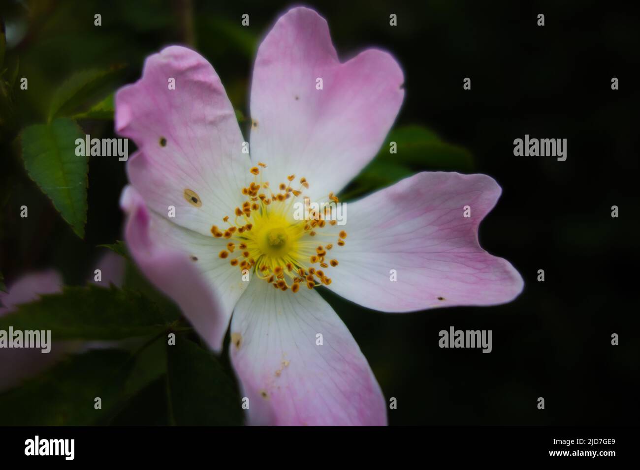 dog rose (Rosa canina) a single white and pale pink dog rose isolated ...