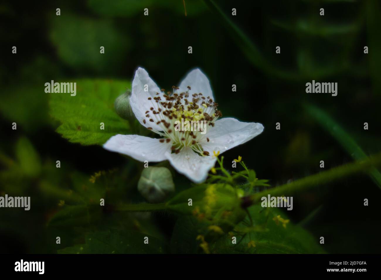 dog rose (Rosa canina) a single white dog rose isolated on a natural ...