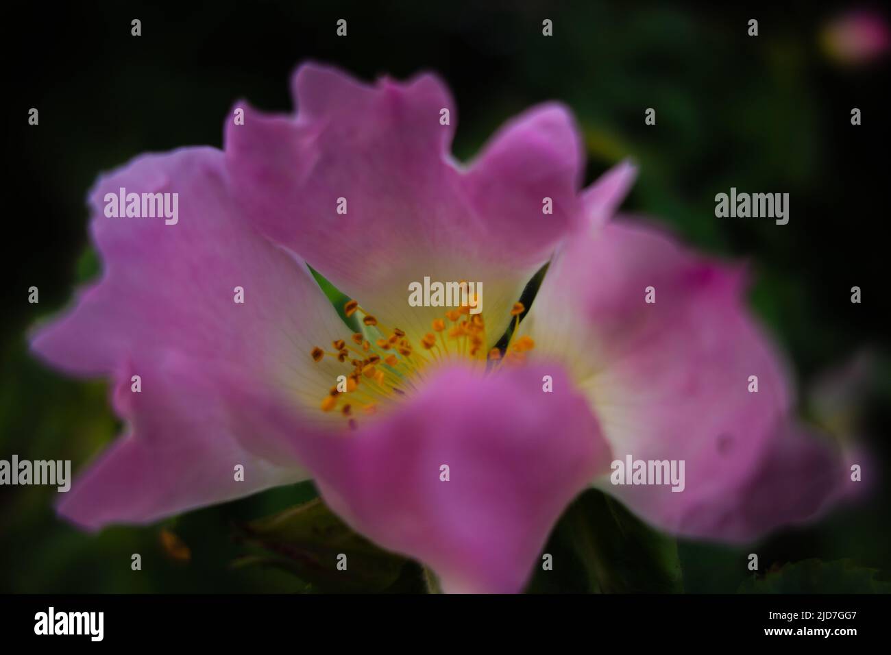 dog rose (Rosa canina) side view of a single white and pink dog rose ...