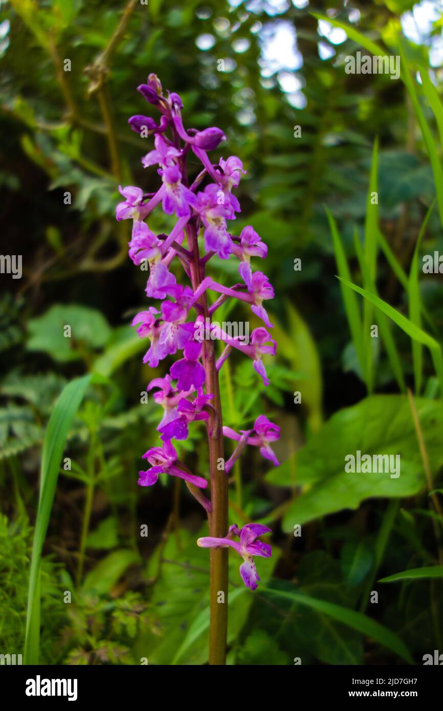 Early Purple Orchid (Orchis mascula) flower spike isolated on a natural ...