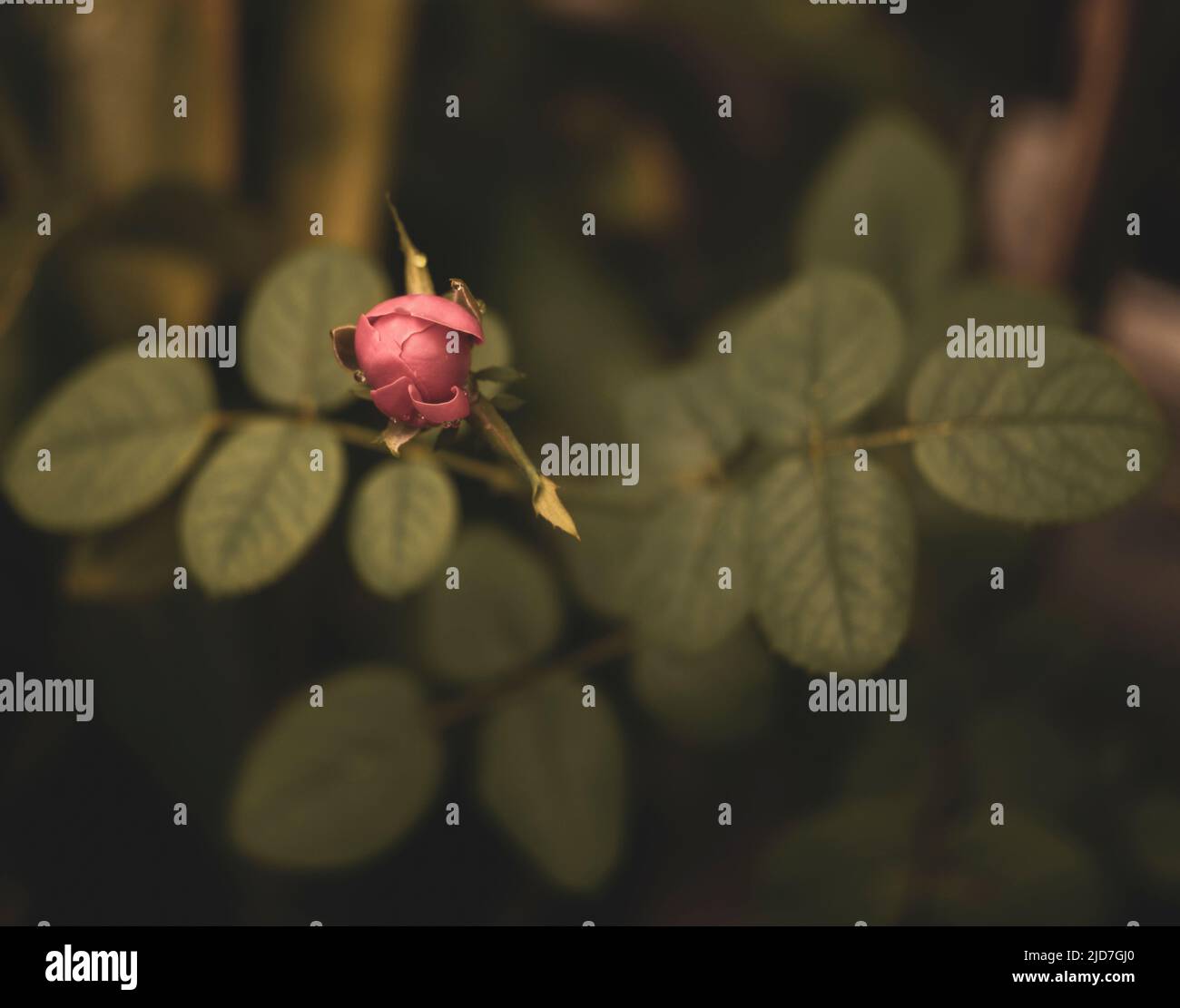 Beautiful roses shimmering in the morning sun,The rose blooms in the ...