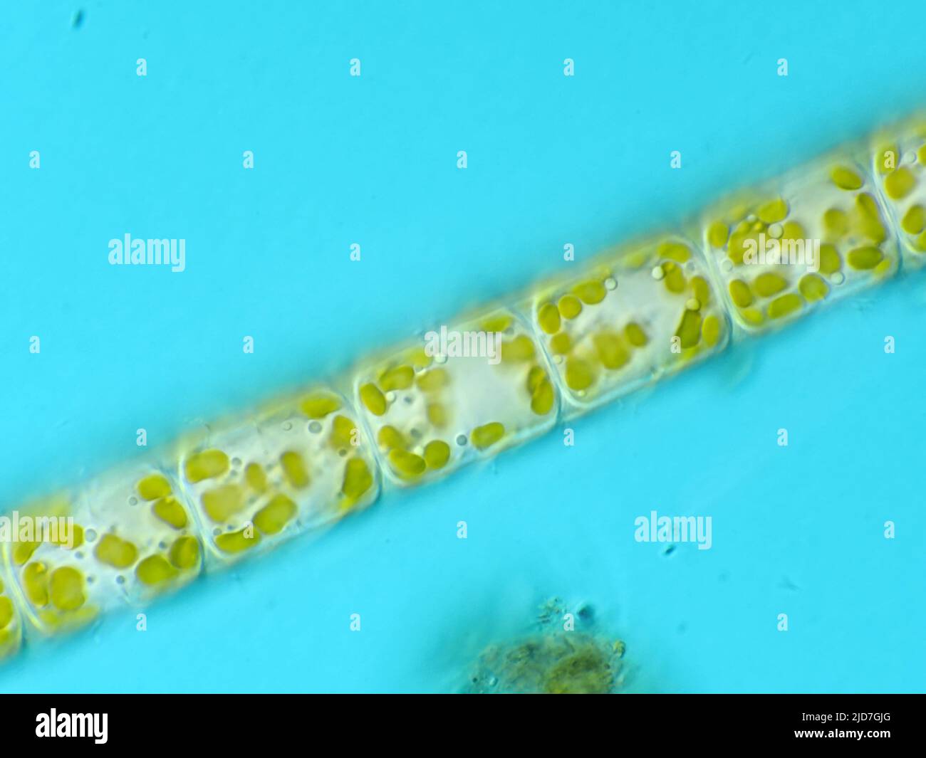 Live diatom algae under microscope hi-res stock photography and images ...