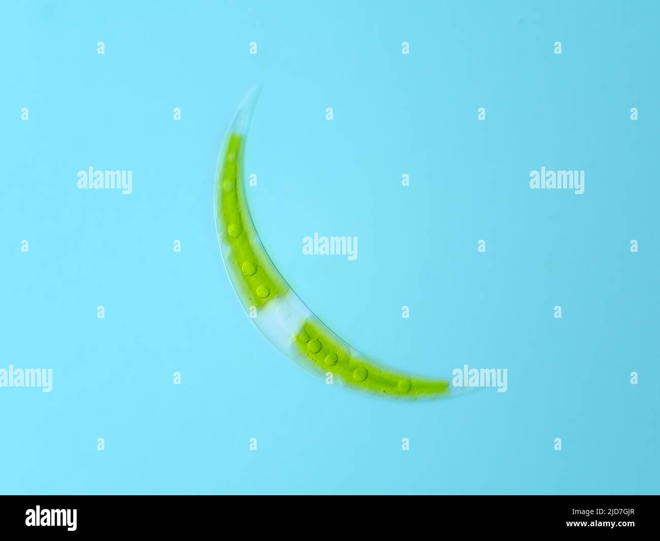 Closterium desmid alga under the microscope Stock Photo - Alamy