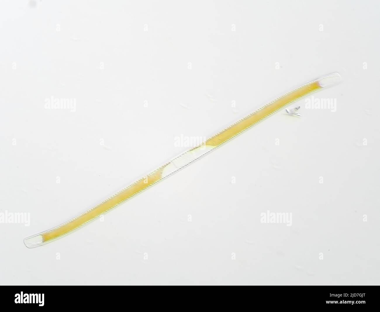 Fresh water diatom under the microscope, about 230 microns in length ...