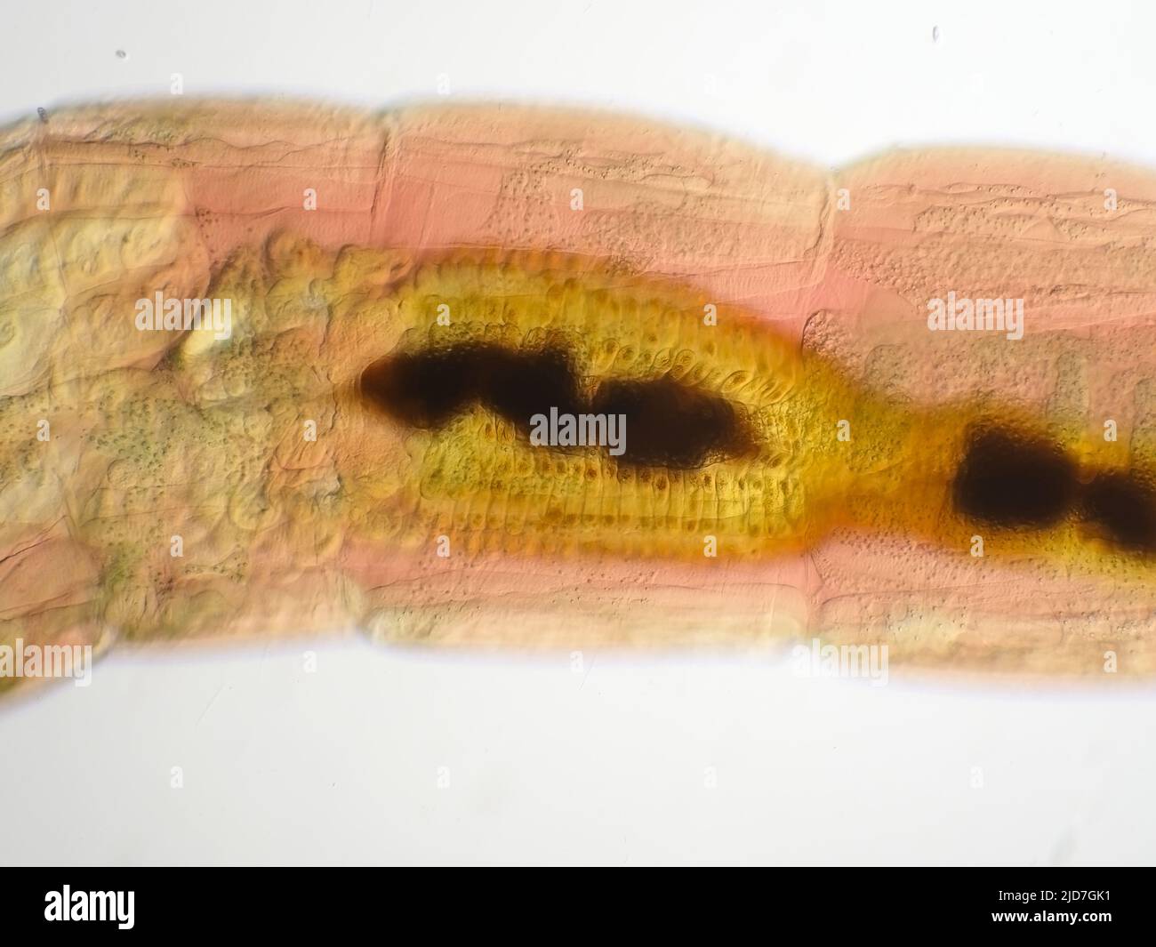 Midge larva (Chironomidae) middle part, light micrograph Stock Photo ...